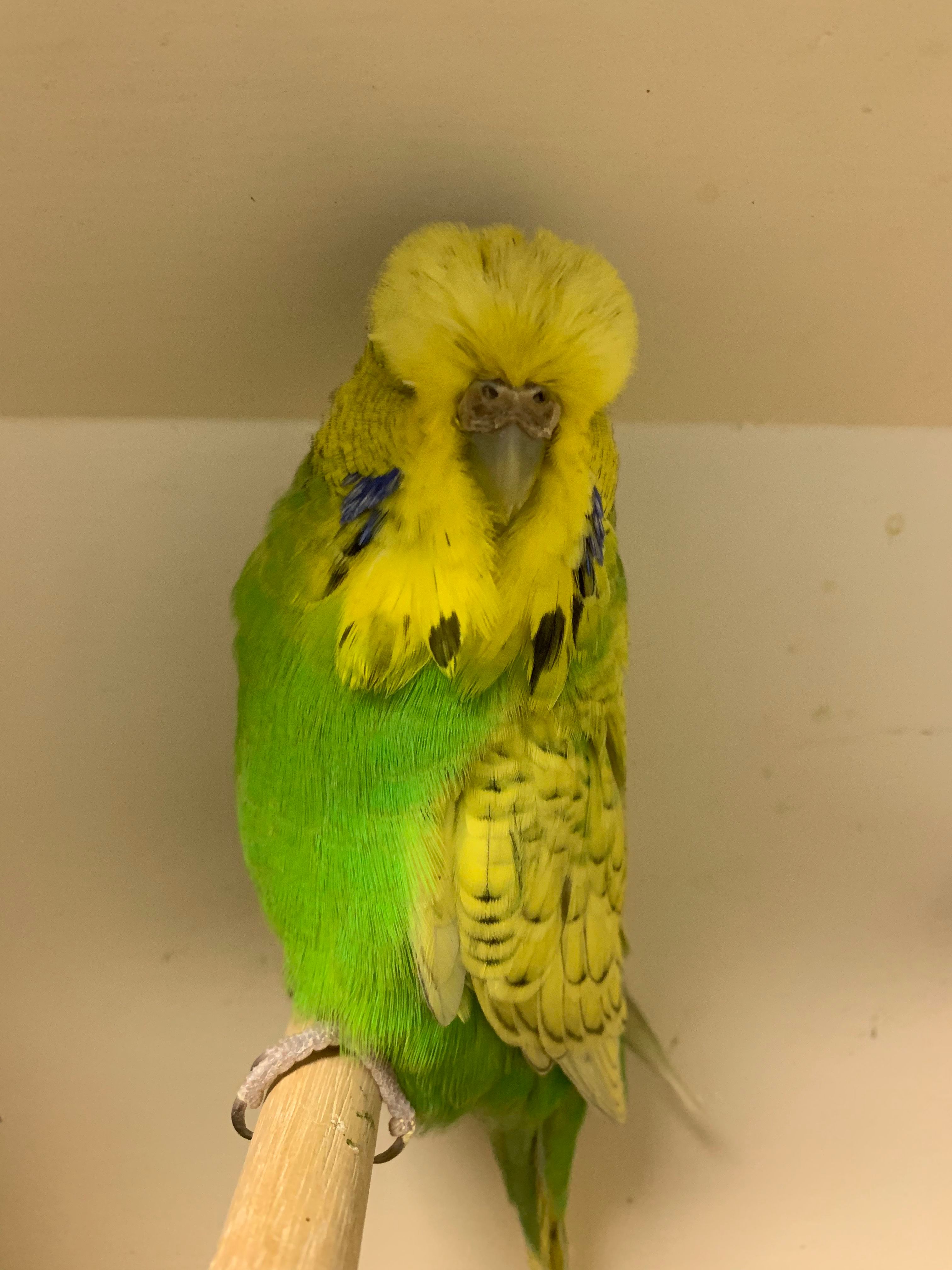 The American Budgerigar Society – Your best source of information about ...