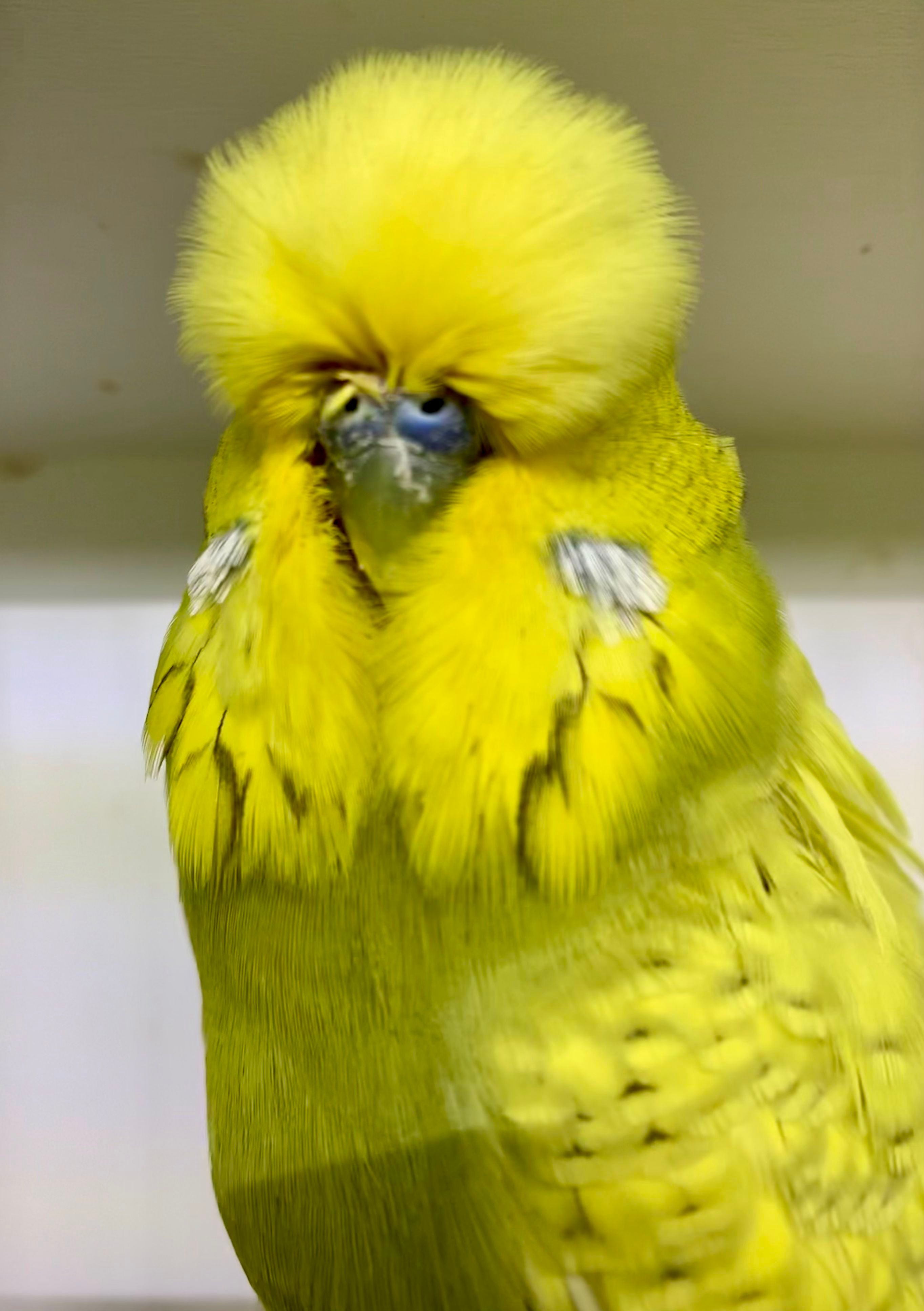 The American Budgerigar Society – Your best source of information about ...