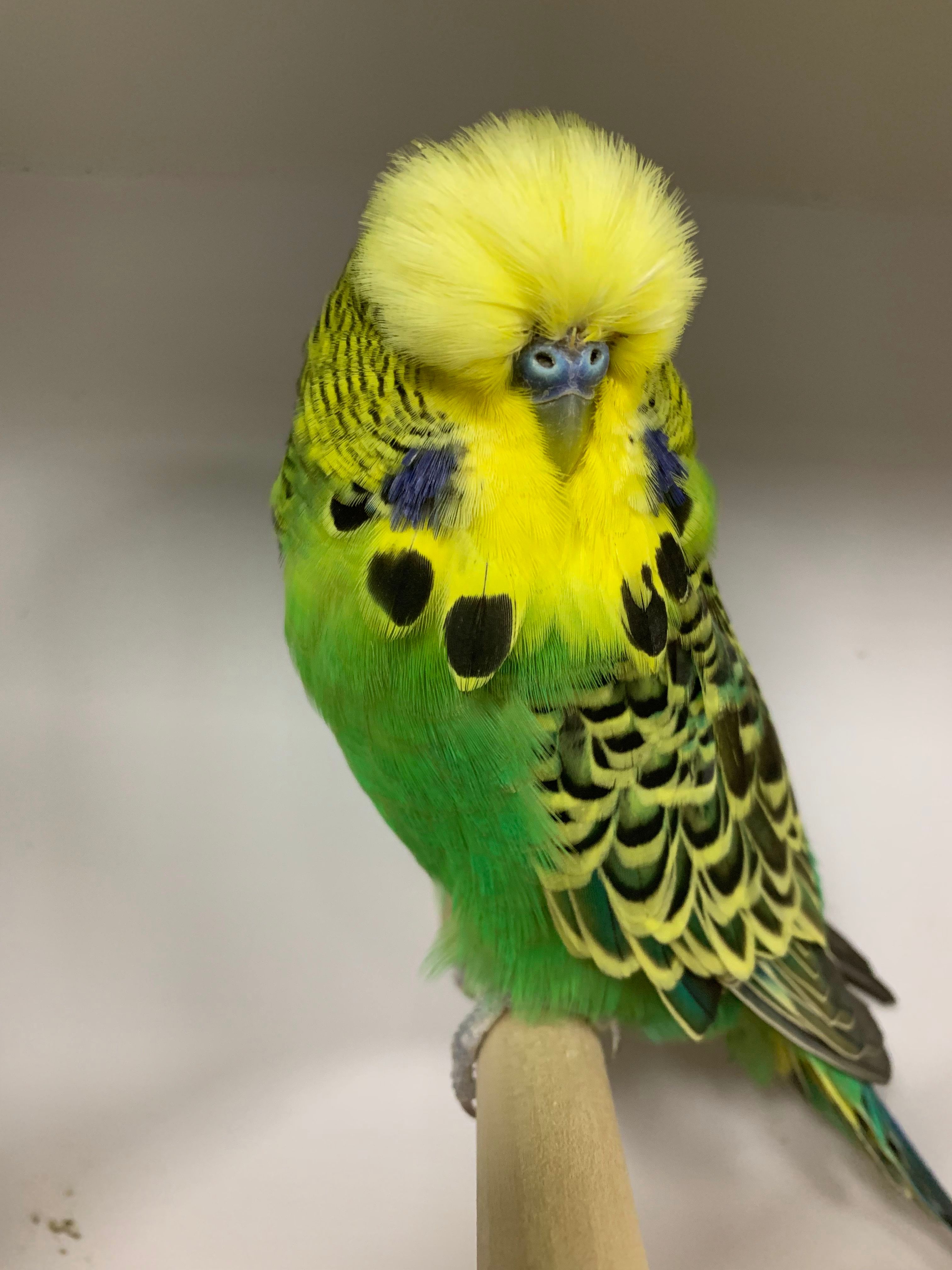 The American Budgerigar Society – Your best source of information about ...