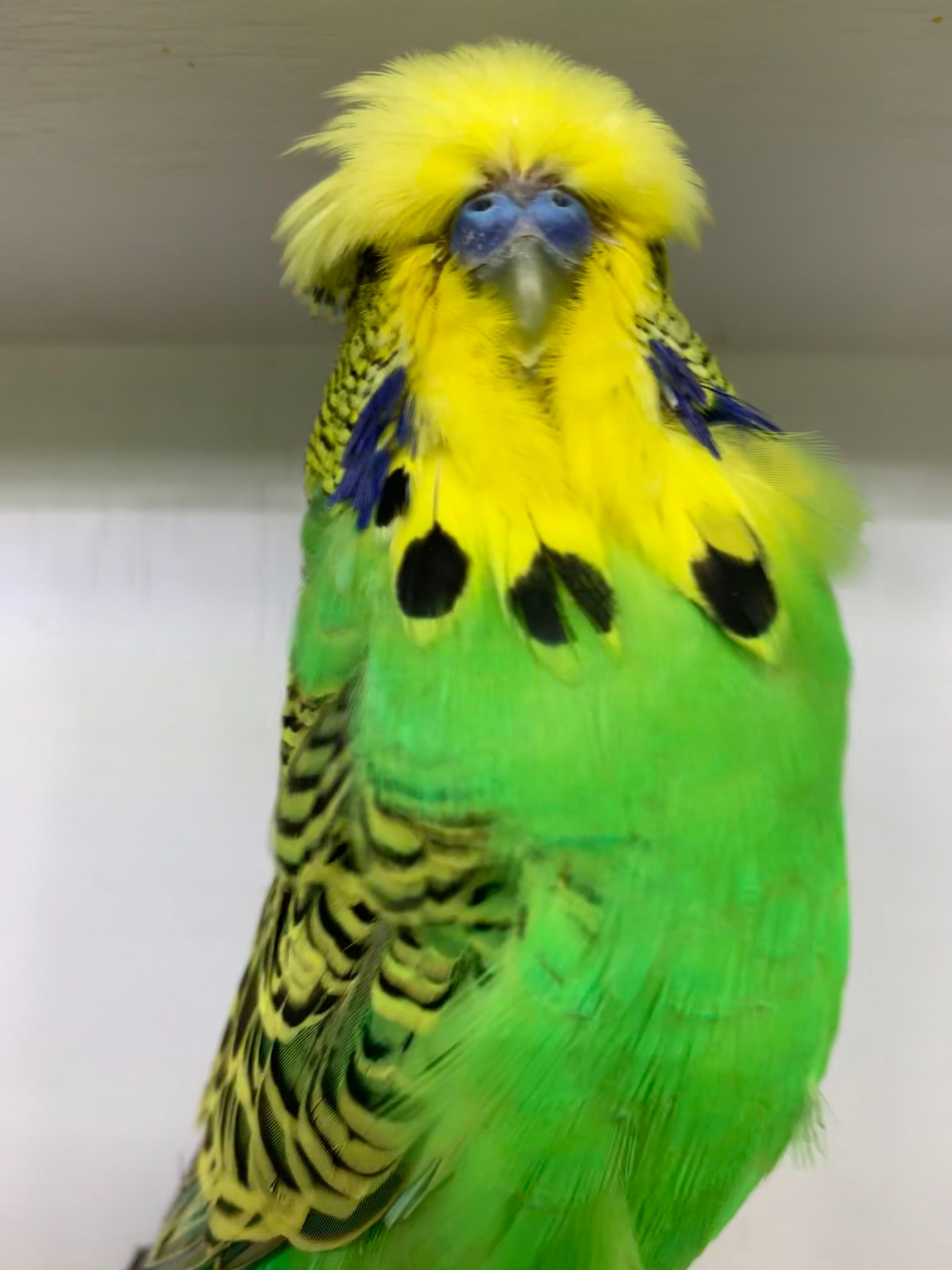 The American Budgerigar Society – Your best source of information about ...