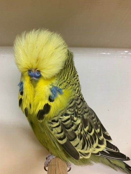 The American Budgerigar Society – Your best source of information about ...