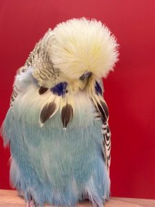 The American Budgerigar Society – Your best source of information about ...