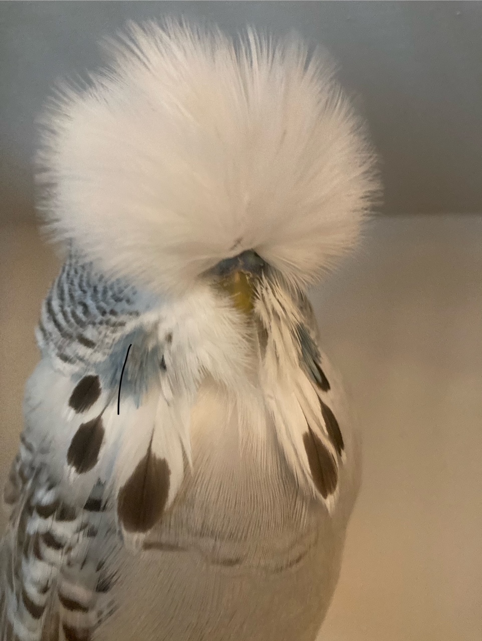 The American Budgerigar Society – Your best source of information about ...